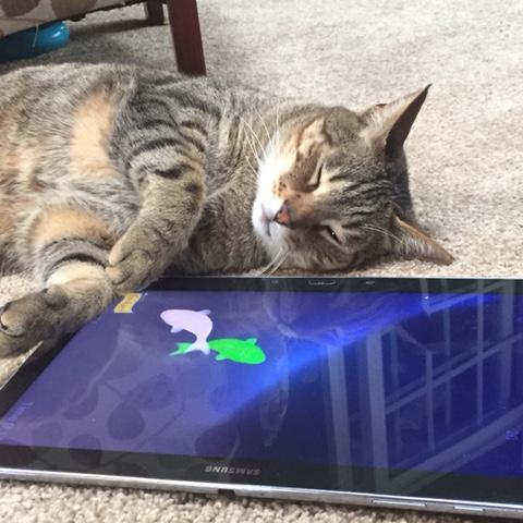 Grumpy Cat Computer Problems